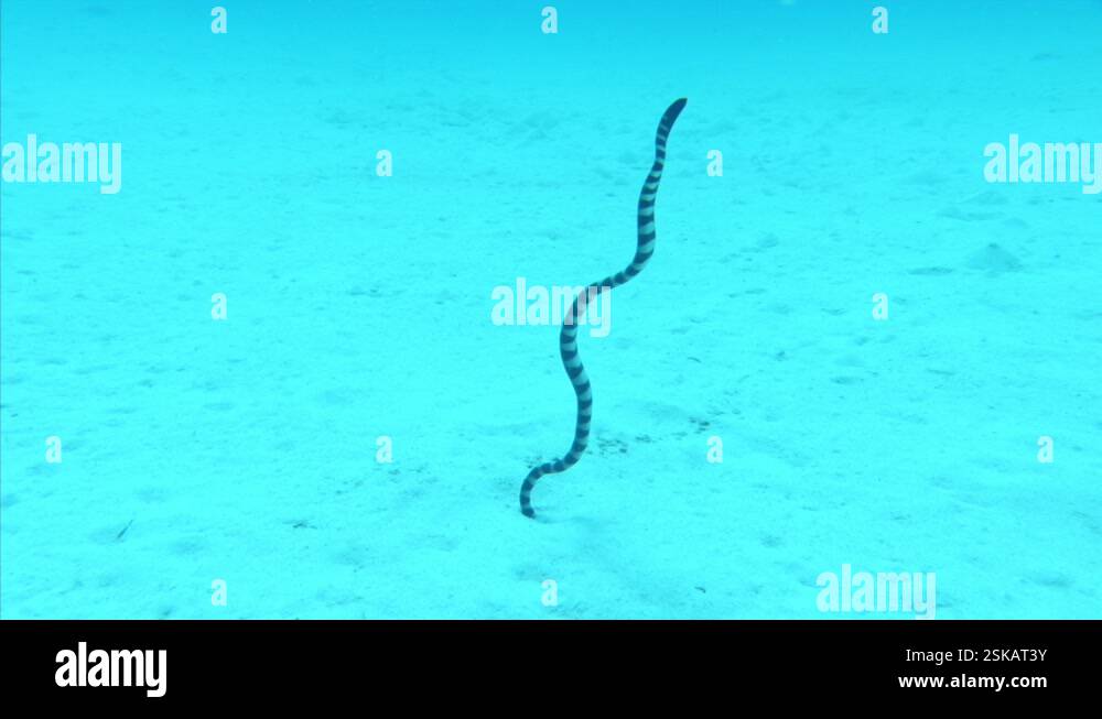 Floating snake Stock Videos & Footage - HD and 4K Video Clips - Alamy