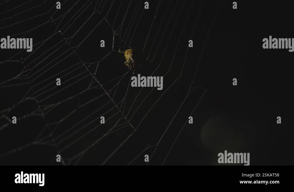 Insect caught by spider Stock Videos & Footage - HD and 4K Video Clips ...