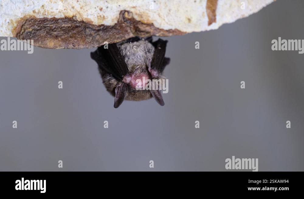 Hanging on the roof of the cave while sleeping, Kitti’s hog-nosed bat ...