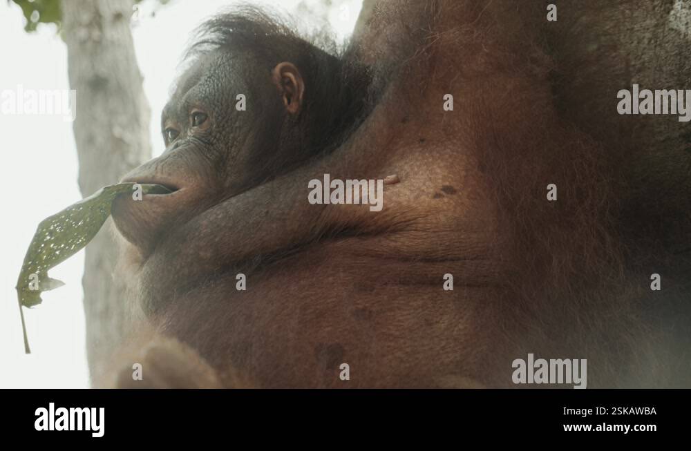 Big fat orangutan female in tree eating fruit Stock Video Footage - Alamy