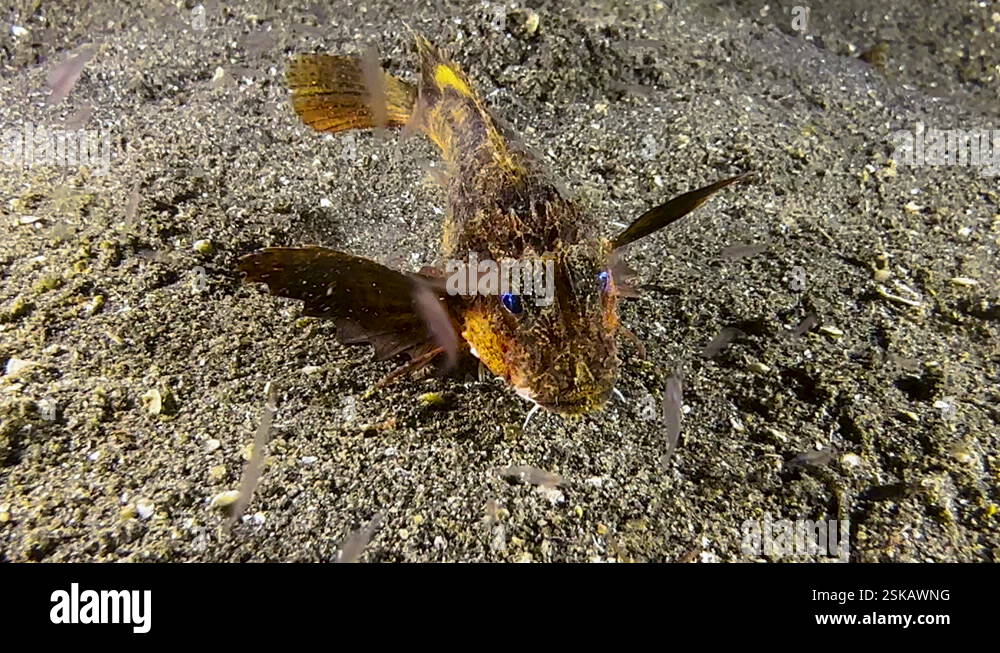 Rough-head sting fish feeding on plankton during night next to sandy ...