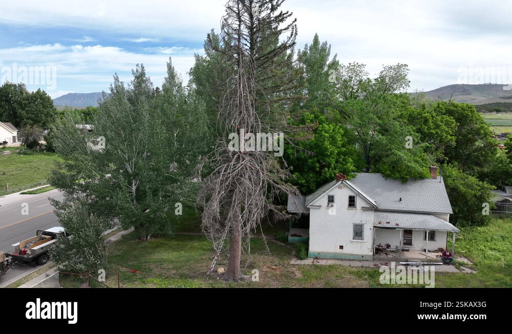 Aerial man high in dead pine tree cutting felling pull 4K Stock Video ...