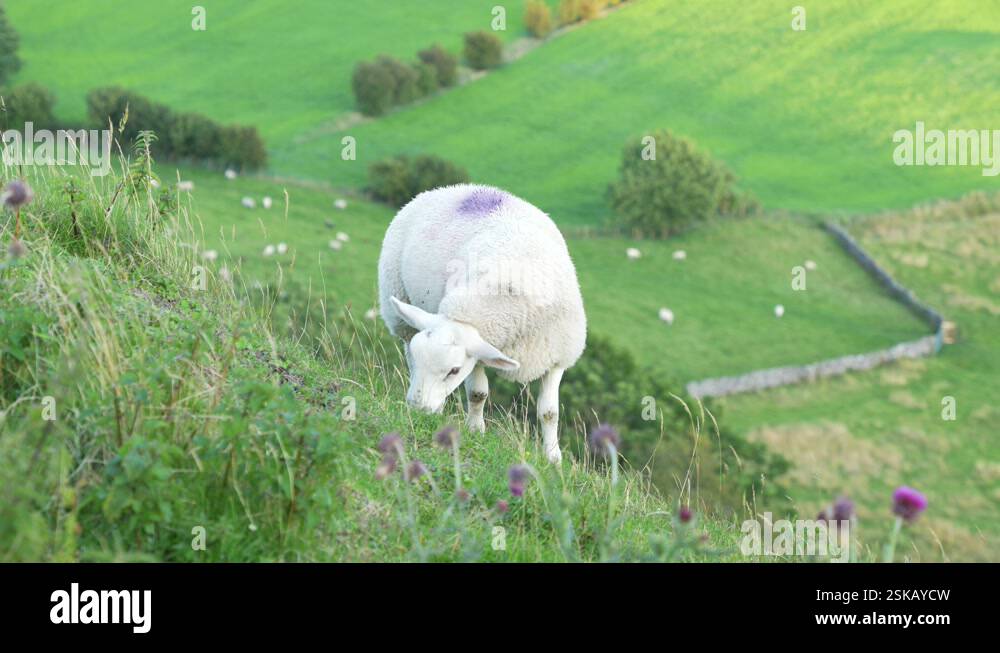 Close up of sheep on a steep grassy hill, in the Peak District, England ...