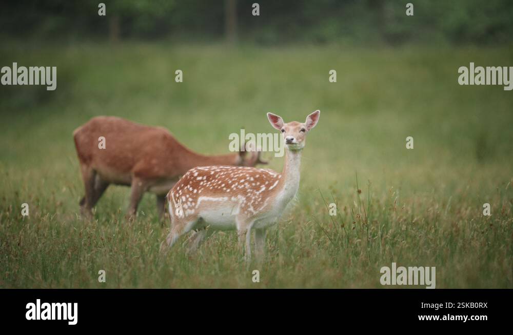 Deer doe with buck grazing in the background in Farran Park Cork ...