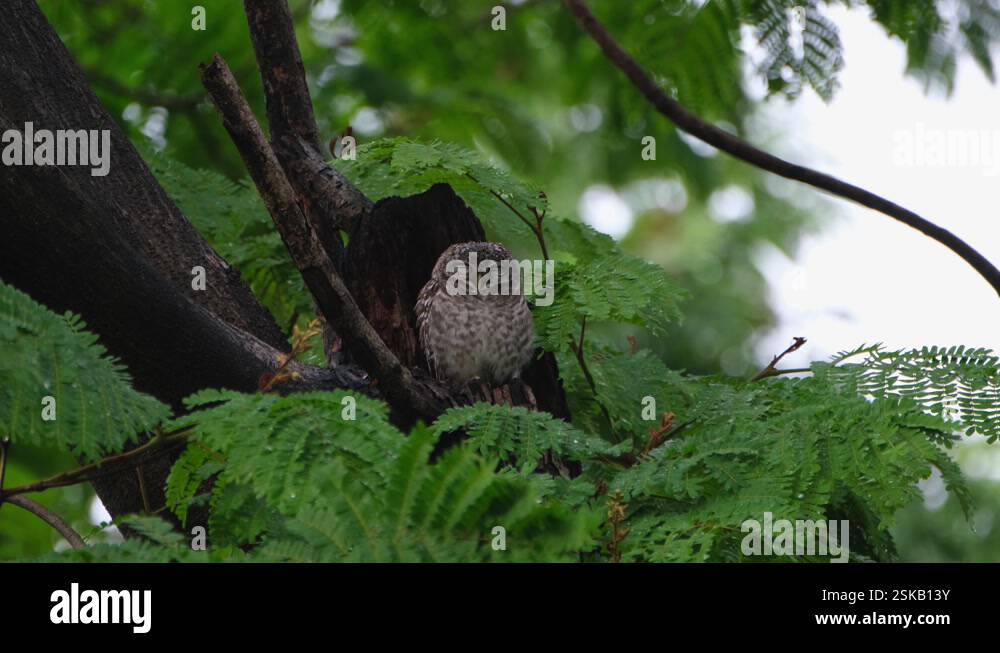 Half asleep in its burrow on top of a tree, Spotted Owlet Athene brama ...