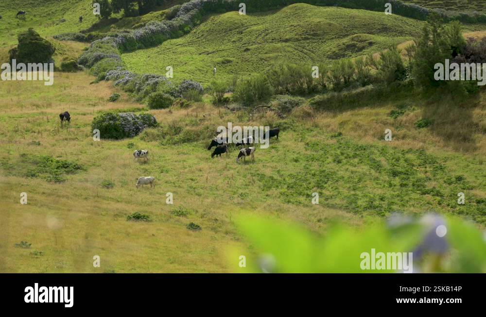 Cows browsing at the hills of San Miguel Island of the Azores, Portugal ...
