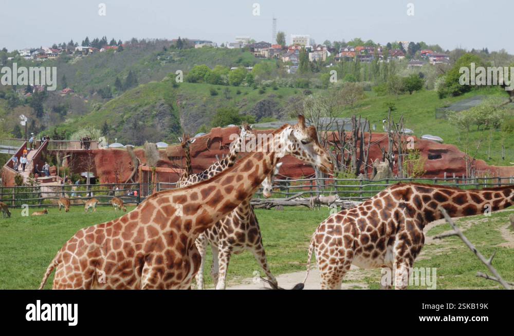 Giraffes Inside The Enclosure Of Zoological Garden in Prague, Czech ...