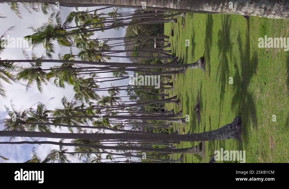 Reverse dolly through coconut tree plantation on Isle of Pines ...
