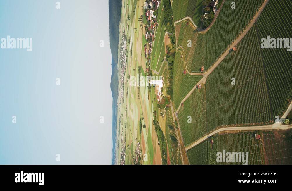 Field with big vineyards plantations in summer. Grape valley. Vertical ...