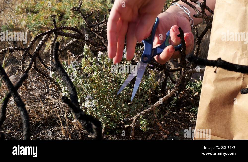 A woman's hand uses scissors to cut a flowering thyme in a wild field ...