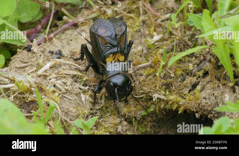 Field cricket (Gryllus campestris) sound, insect stridulating at the ...