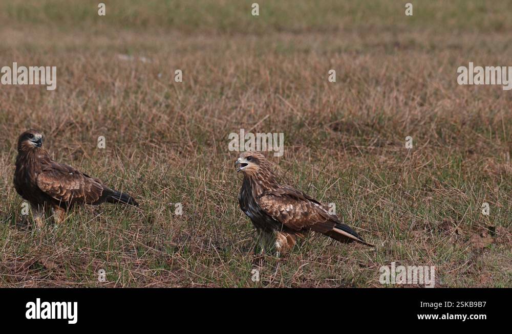 Two Black-eared kites standing in the middle of the field, milvus ...