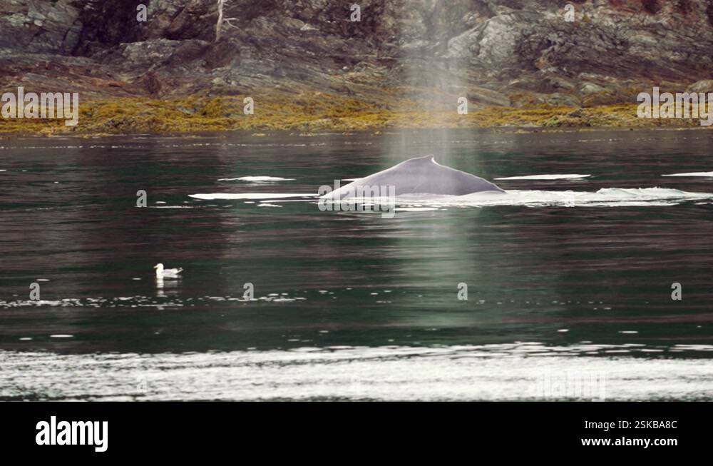 Humpback whale spraying water from its blowholes and diving under the ...