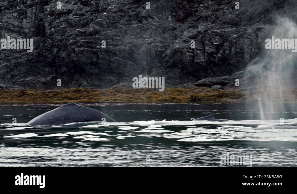 Group of humpback whales spray water from blowholes then dive showing ...