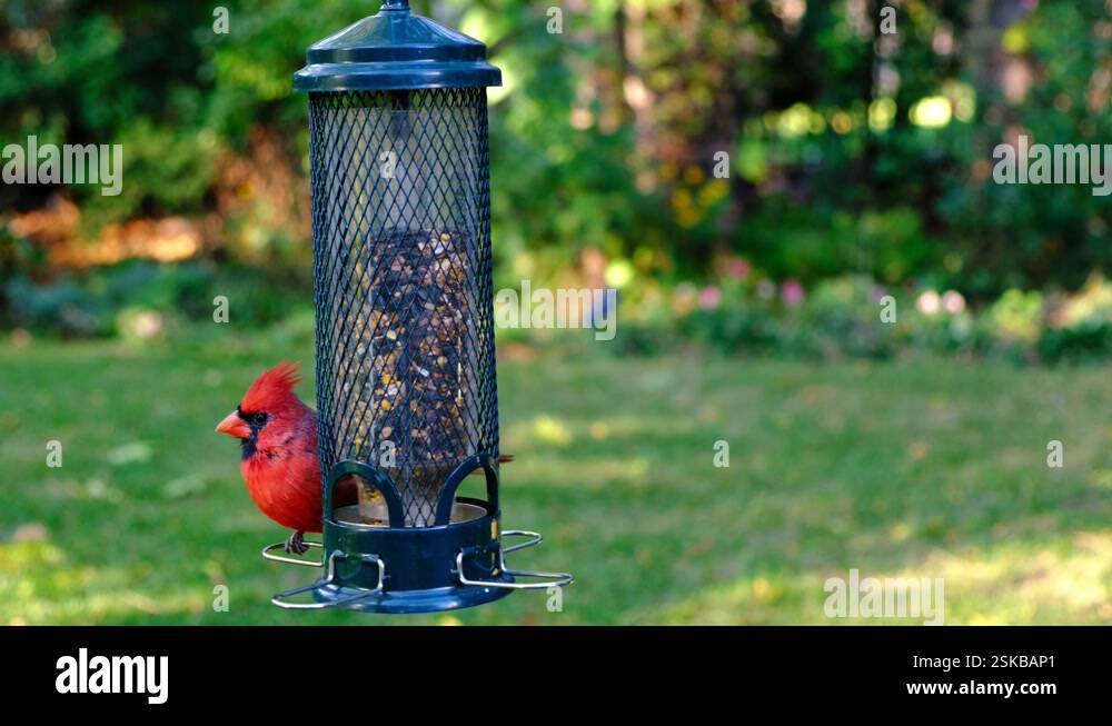 Witness Northern Cardinals, finches, sparrows, and more wild birds ...