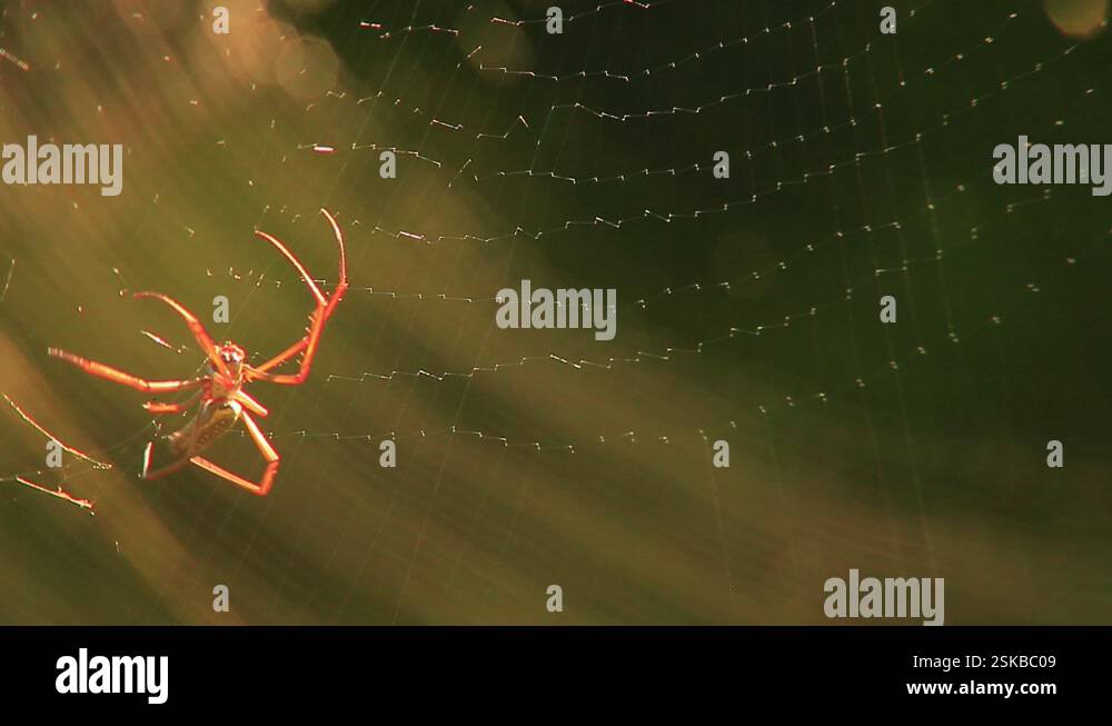 Red-legged golden orb-weaver spider building a web, shining in the sun ...
