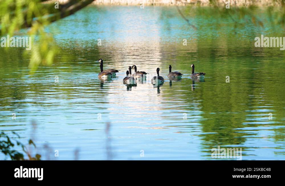 4k footage of group of geese swimming with fore ground in frame. 60 fps ...