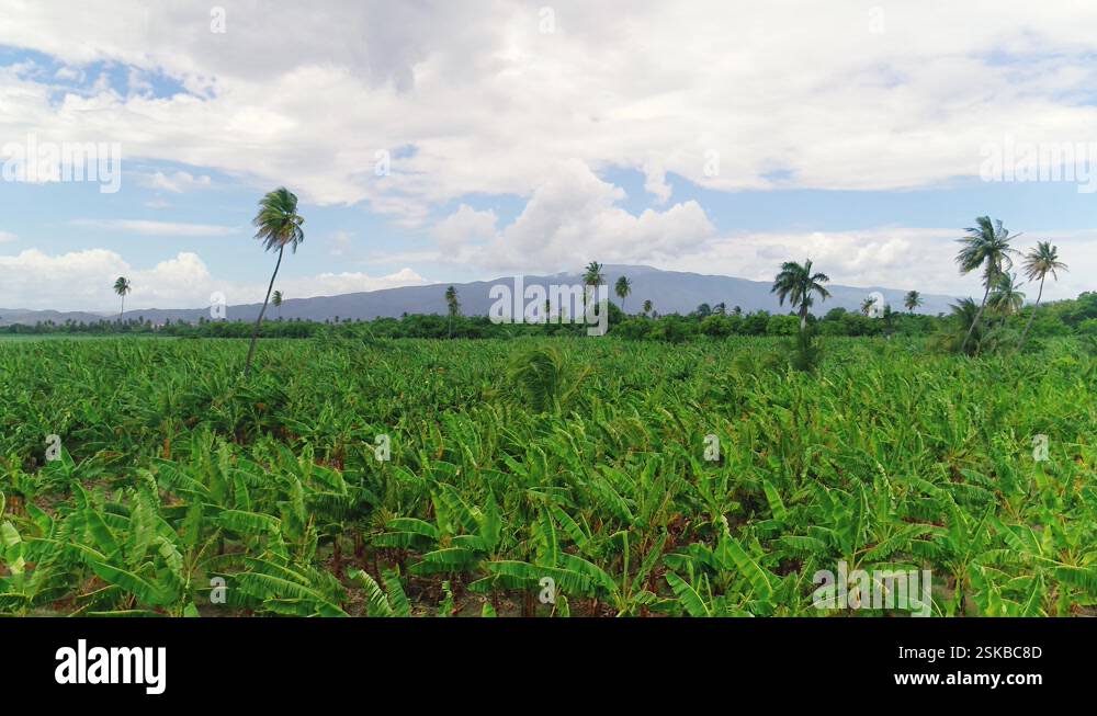 Growing bananas in the Dominican Republic. Traditional farming Stock ...