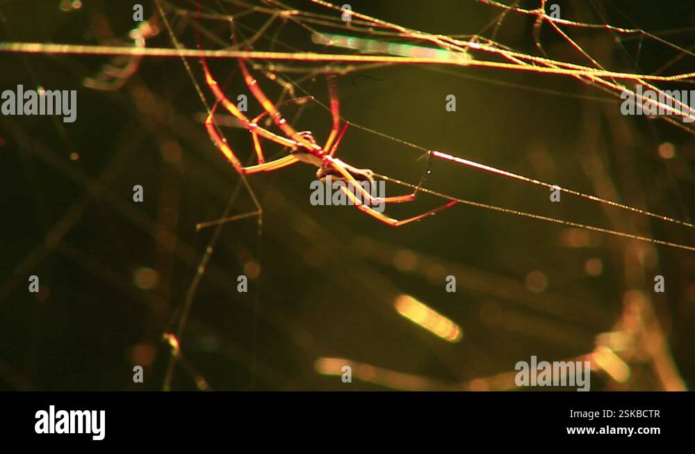 A golden silk orb-weaver spider spins a web in the rainforest. The ...