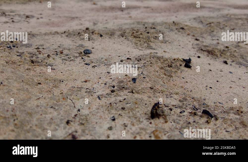 Wingless Termite Crawling On The Ground slowmo, tracking winged termite ...