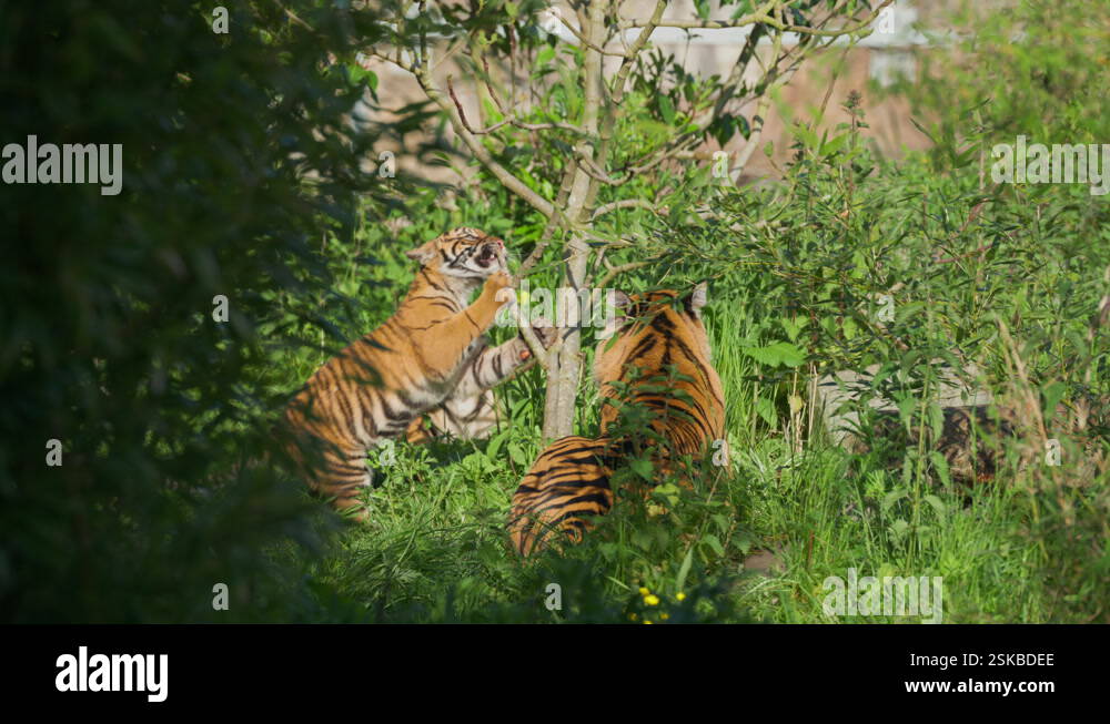 Cute Sumatran Tiger cubs play fighting, pouncing and climbing tree ...