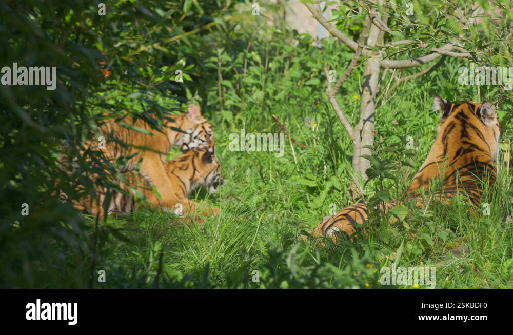 Cute Sumatran tiger cubs play fighting and pouncing on each other in ...