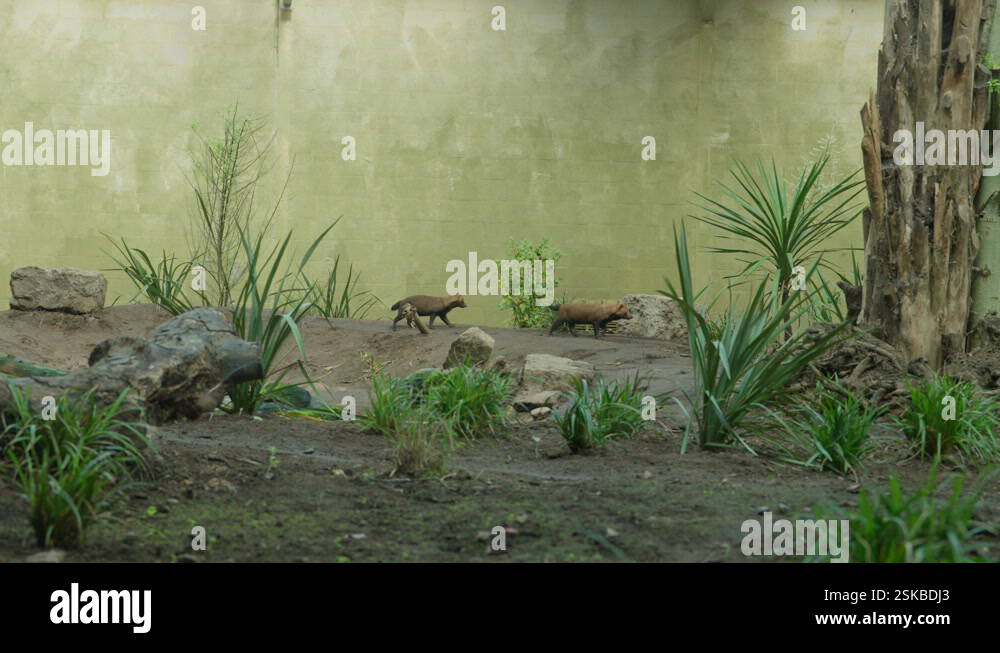 Bush Dog pack walking in a line led by the alpha male in wild grass Zoo ...