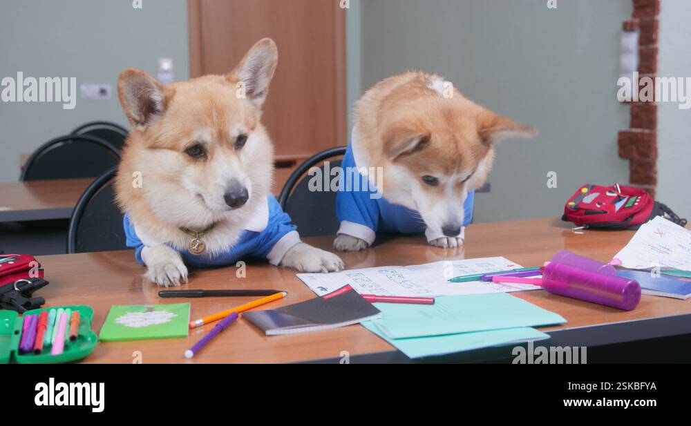 Two cute silly corgi dogs in school uniform sit at desk, stare blankly ...