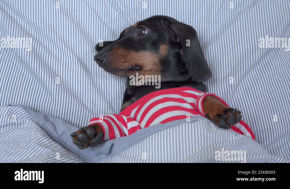 Dog lies in bed impatiently waiting abruptly jump up rolls over Long ...