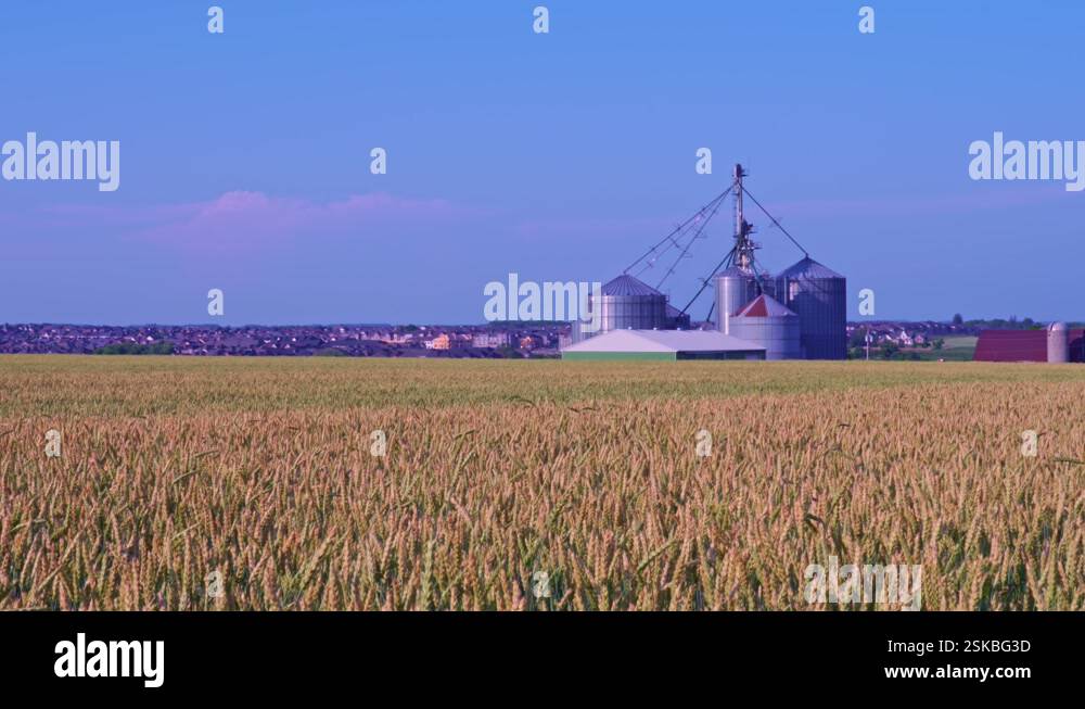 Wheat field view and milling plant from the ground. Crops moving from ...