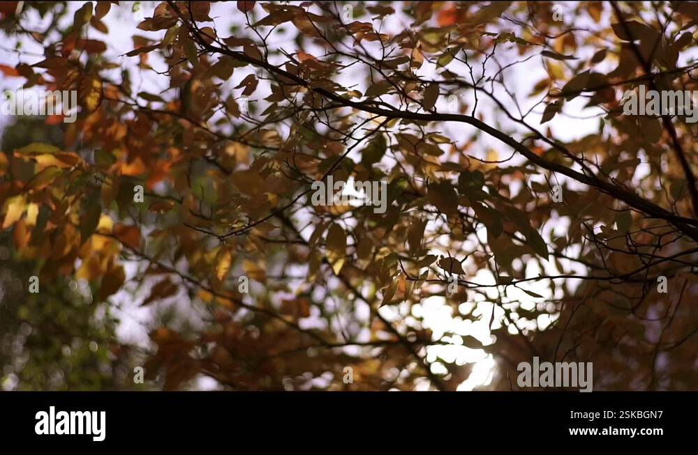 Dolly tree Stock Videos & Footage - HD and 4K Video Clips - Alamy