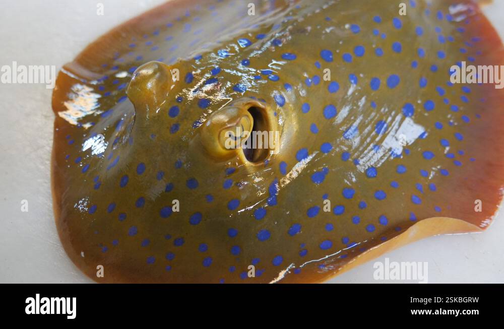 live stingray fish resting on white platform breathing Stock Video ...