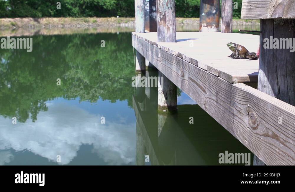 Frog hop pond Stock Videos & Footage - HD and 4K Video Clips - Alamy