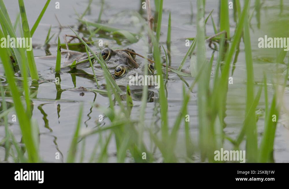 Reeds and frogs Stock Videos & Footage - HD and 4K Video Clips - Alamy