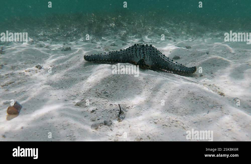 underwater video of a starfish floating across the seafloor Stock Video ...