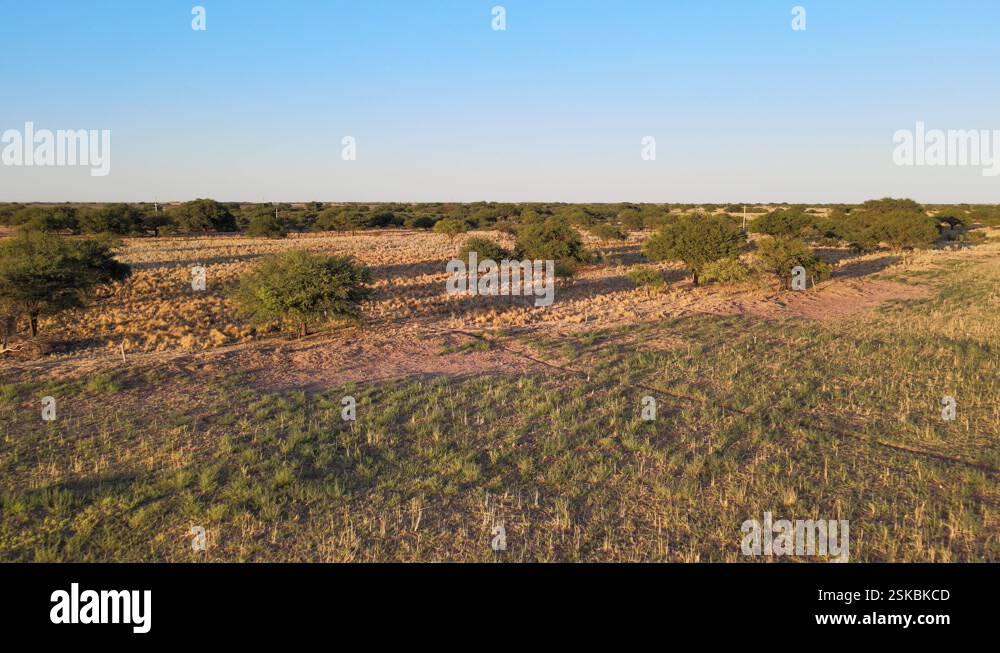 Low lying shrubs dispersed breaking up desertification of landscape in ...