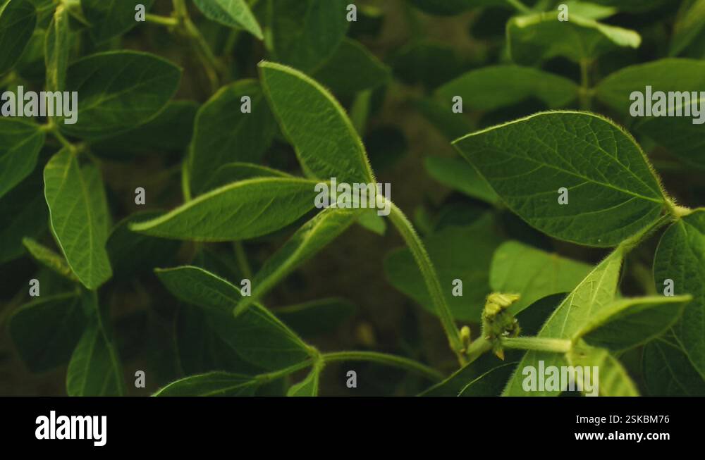 Growing soybeans. Cultivation of soy. Texture of soybean leaves Stock ...