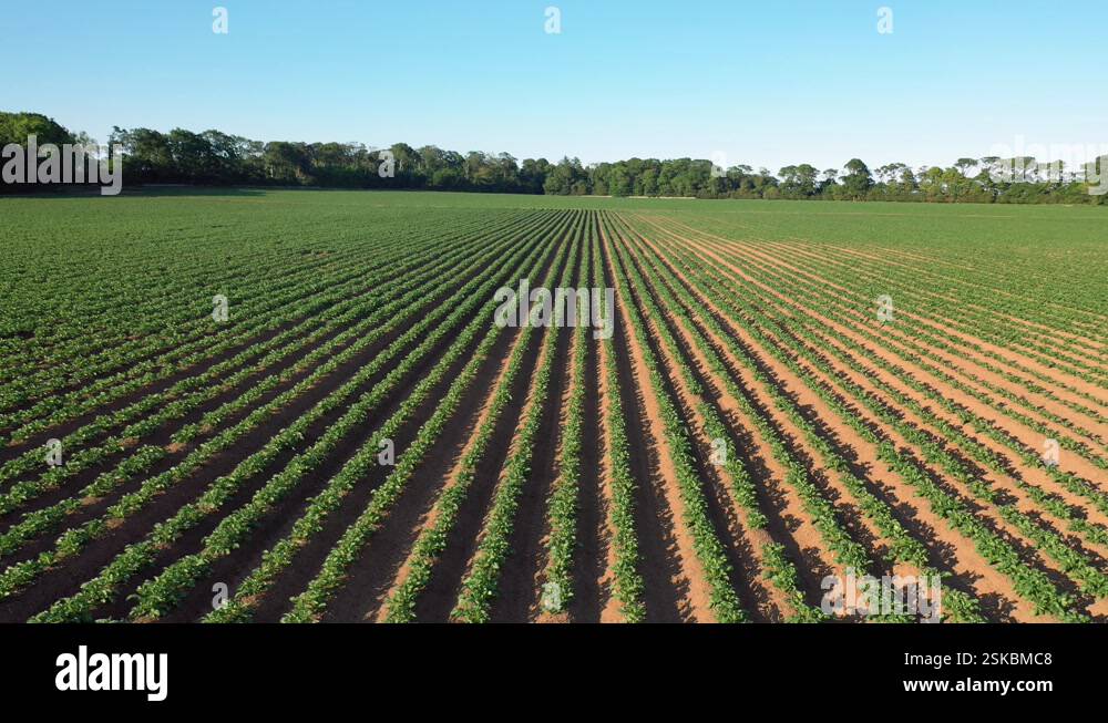 Drone captures aerial view of potato field, Scotland Stock Video ...