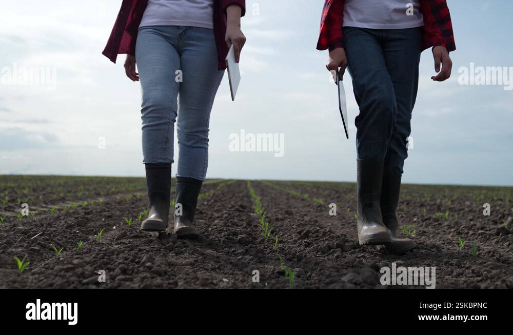 rubber boots dust, corn field, farm business teamwork, sprout fresh ...