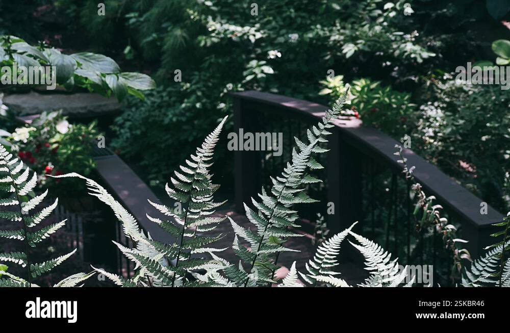 path, valley, grass, summer, cascade, wild, flow, travel Stock Video ...