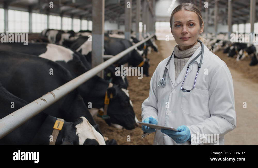 Female vet cow Stock Videos & Footage - HD and 4K Video Clips - Alamy