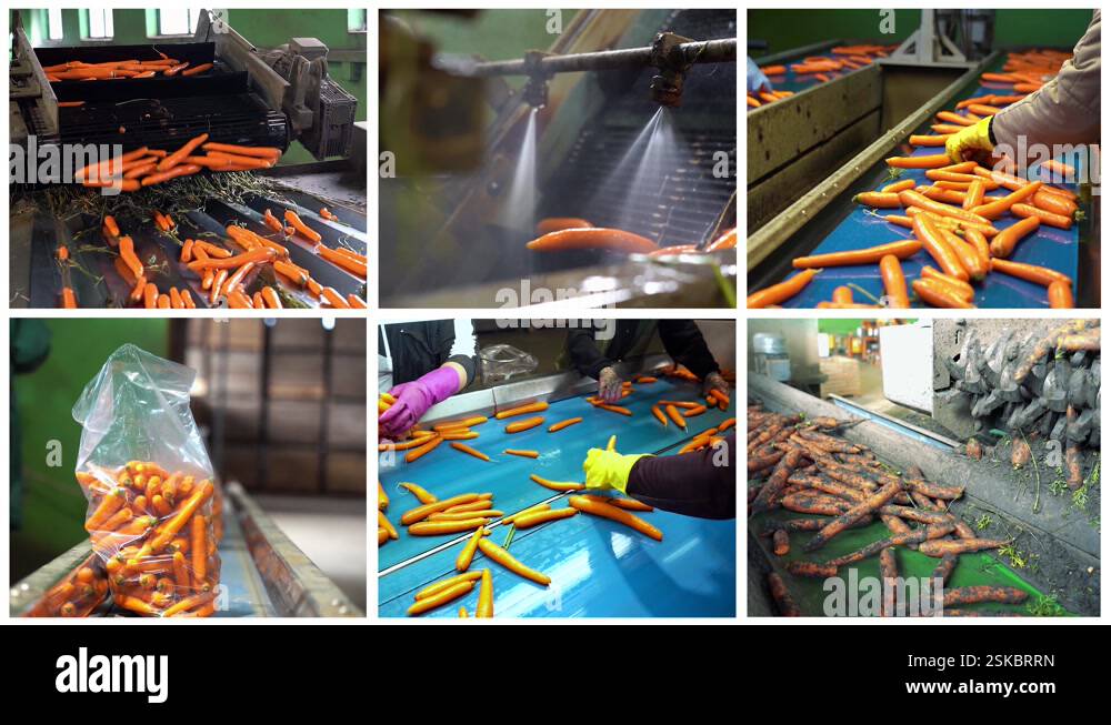 Carrot Processing in Packing House Facility - Conceptual Multi Screen ...