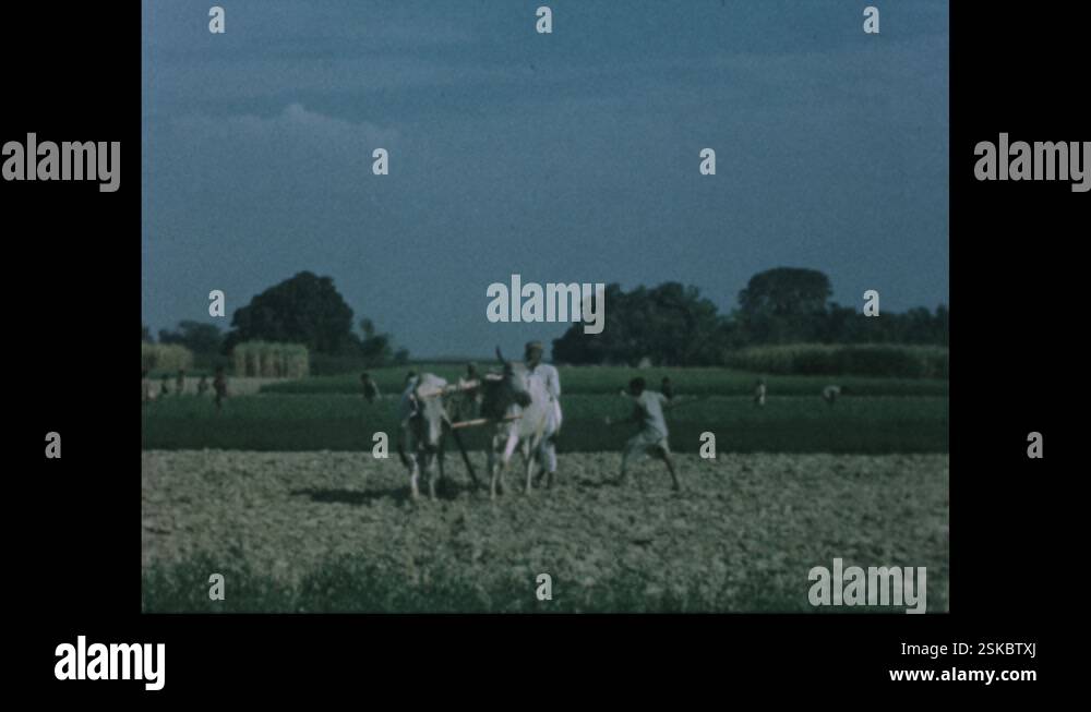 1960s: boy uses hoe to break up earth behind man driving 2 yoked zebu ...