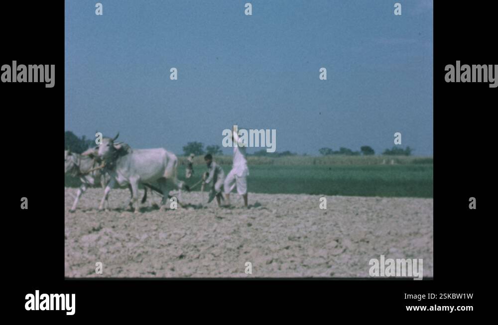 1960s: man and boy follow behind 2 yoked zebu oxen pulling a plow thru ...
