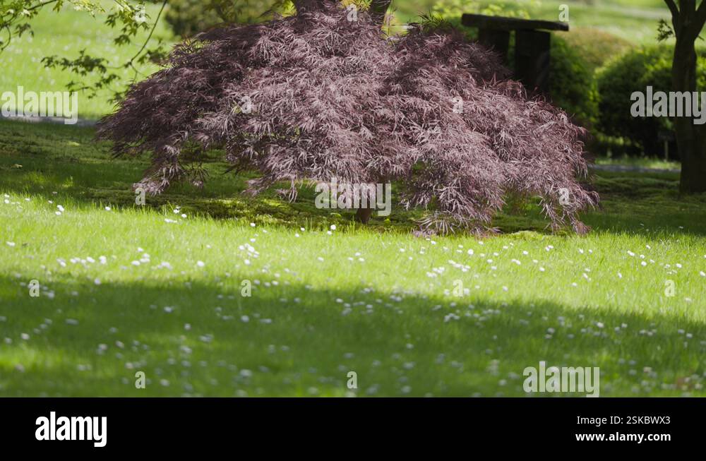 Dwarf maple tree dwarf tree Stock Videos & Footage - HD and 4K Video ...