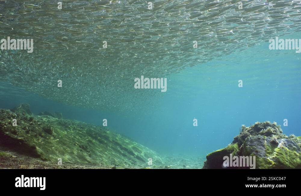 A great deal of smal fish swims under surface of water over rocky ...