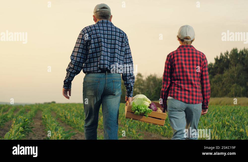 joint family business sun, two farmers carry box vegetables across farm ...