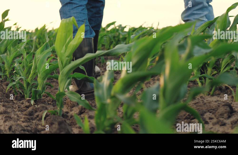 boots feet field, boots walk ground ground soil, agriculture rubber ...