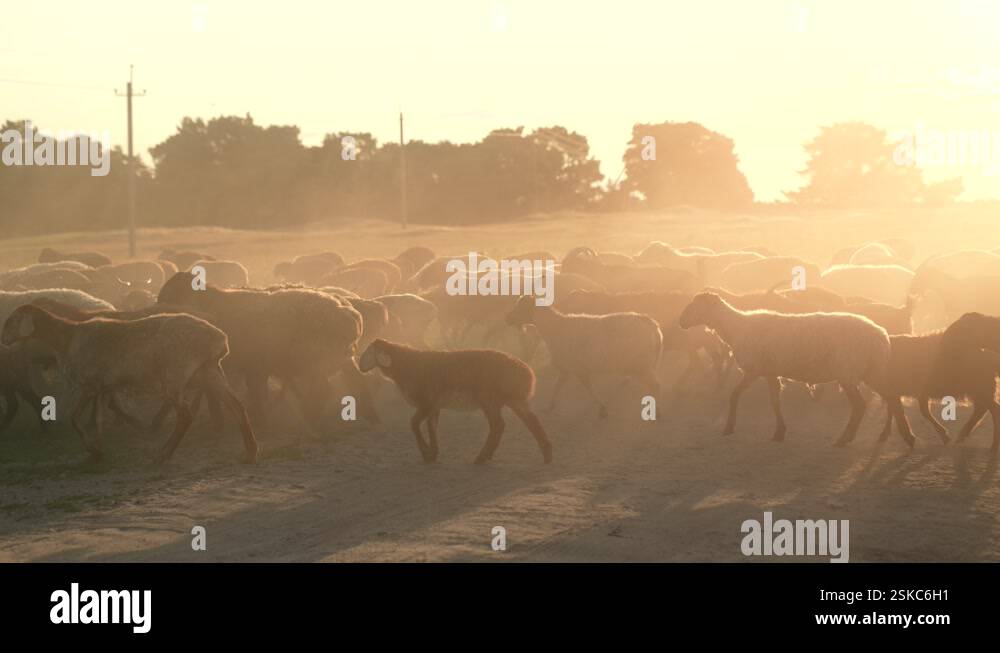 Irish light sheep Stock Videos & Footage - HD and 4K Video Clips - Alamy