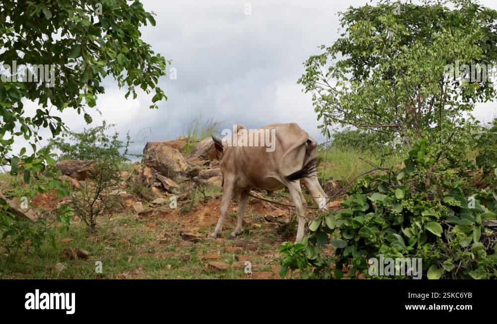 Domestic Cow In The Field Wagging Its Tail To Get Rid Of Flies. - wide ...